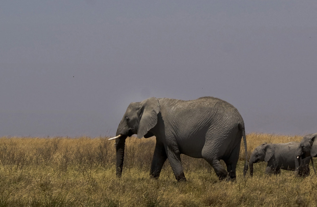 Nyerere National Park - Go Expeditions Africa