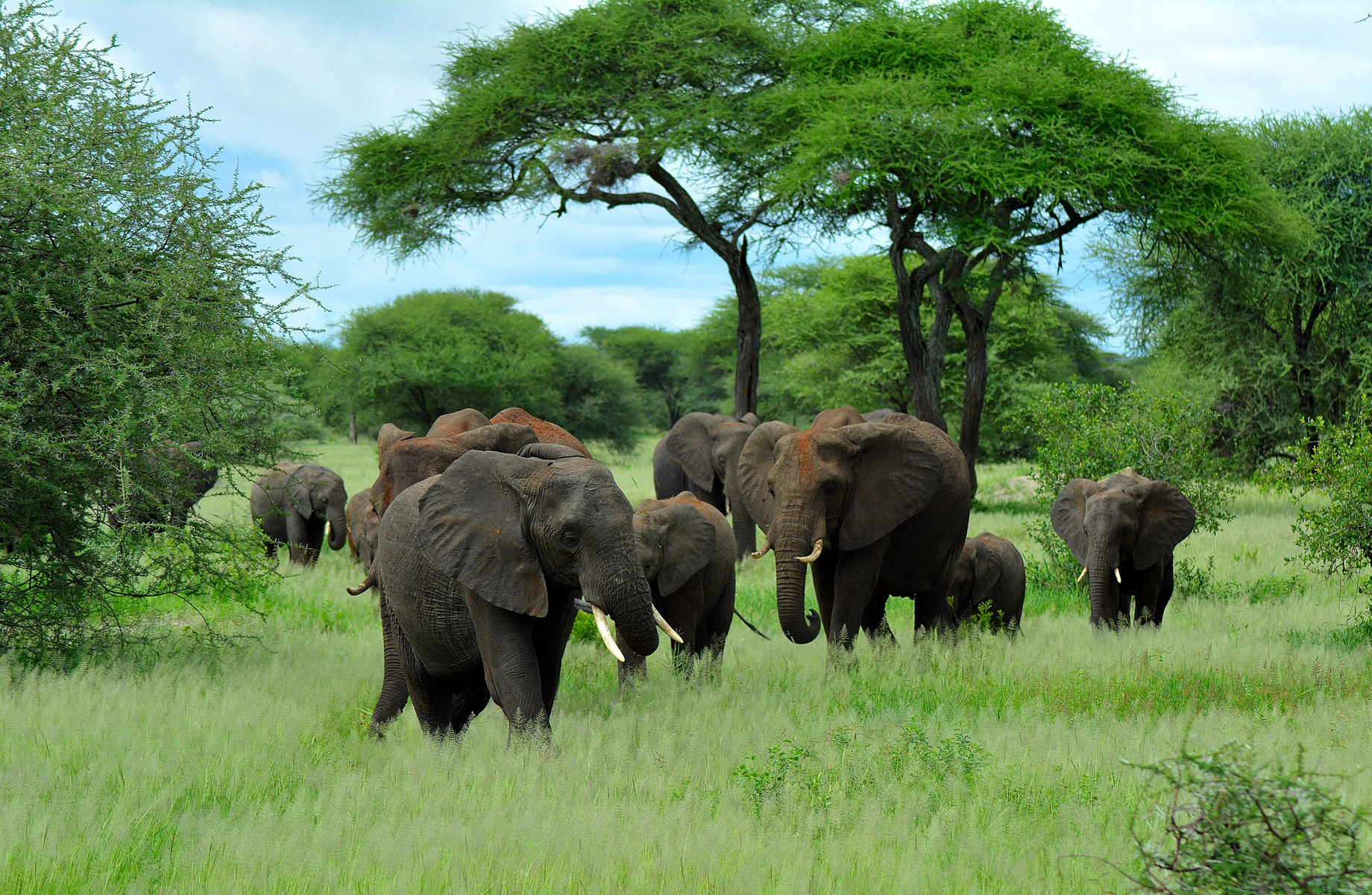 Parc national du Tarangire - Go Expeditions Africa