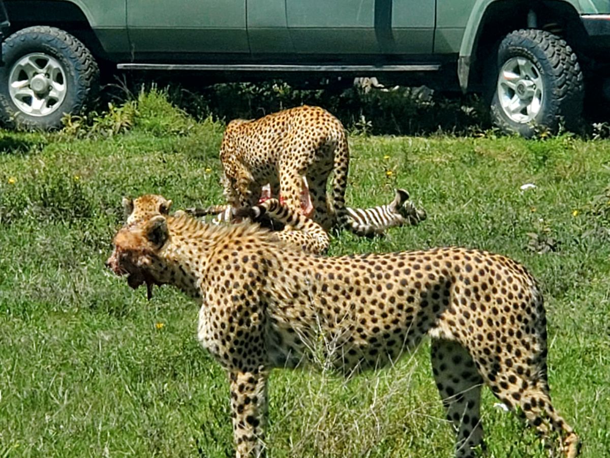 Top 16 Common Animals You’ll See on an African Safari - Go Expeditions ...